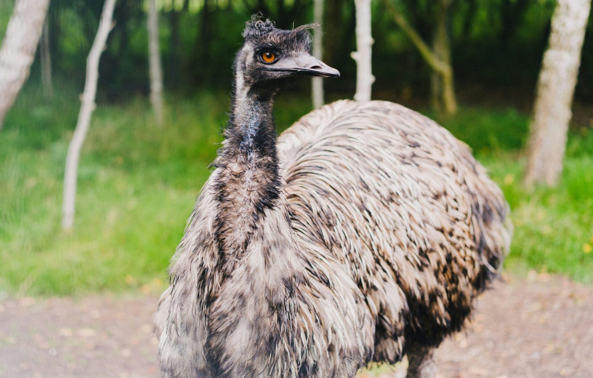 The Australian Army Fought Wild Emus in 1932 With Machine Guns and They ...